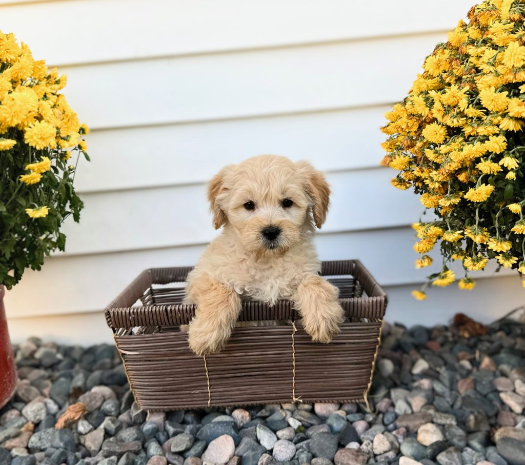 Browse Puppies - Windmere Kennels is a leader in dog breeding.