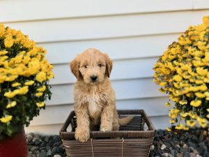 Browse Puppies - Windmere Kennels is a leader in dog breeding.