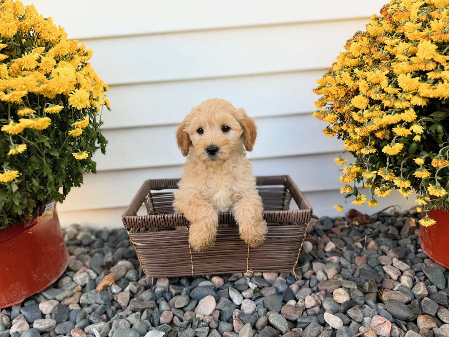 Browse Puppies - Windmere Kennels is a leader in dog breeding.