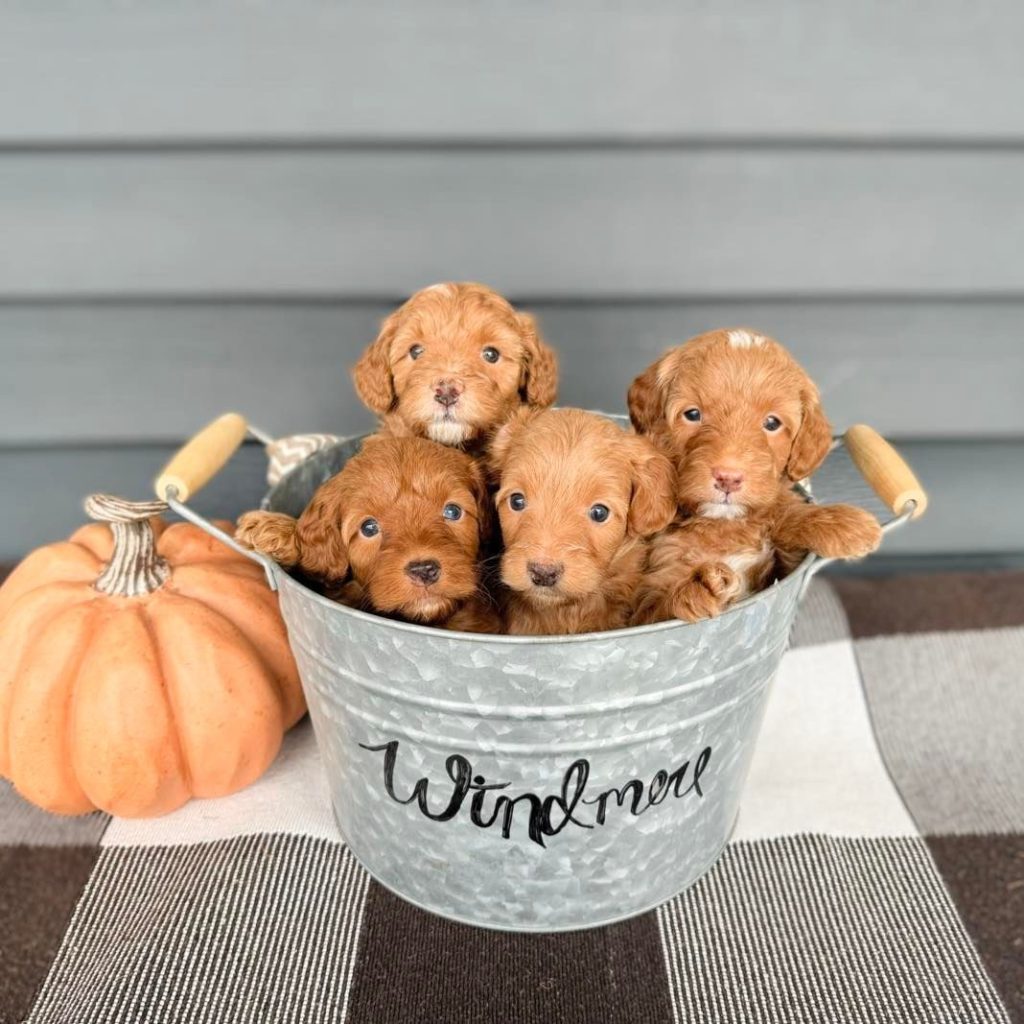 Browse Puppies - Windmere Kennels is a leader in dog breeding.