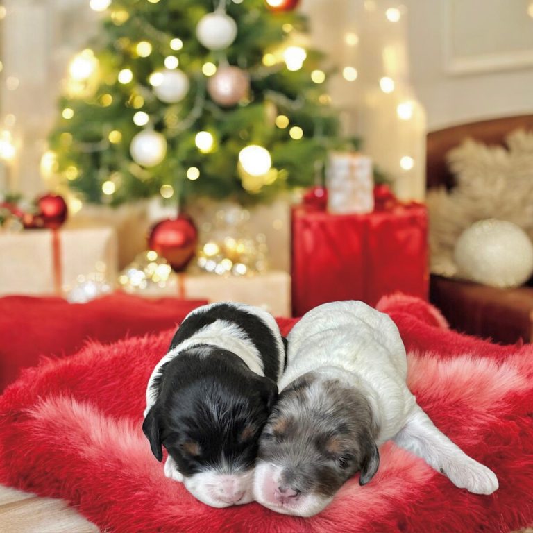 Browse Puppies - Windmere Kennels is a leader in dog breeding.