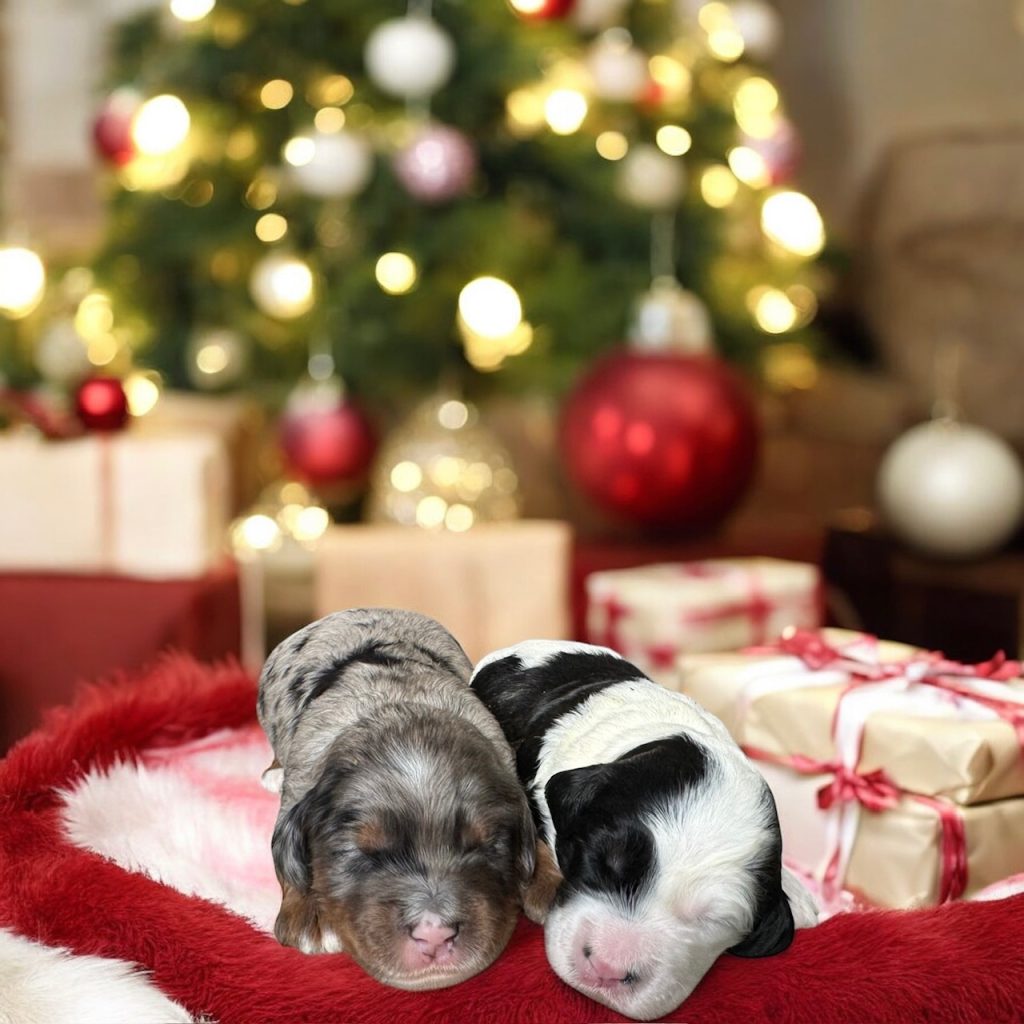 Browse Puppies - Windmere Kennels is a leader in dog breeding.