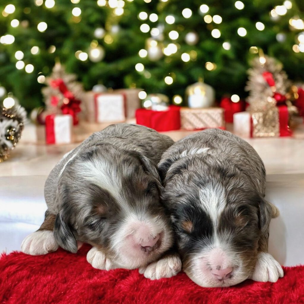 Browse Puppies - Windmere Kennels is a leader in dog breeding.