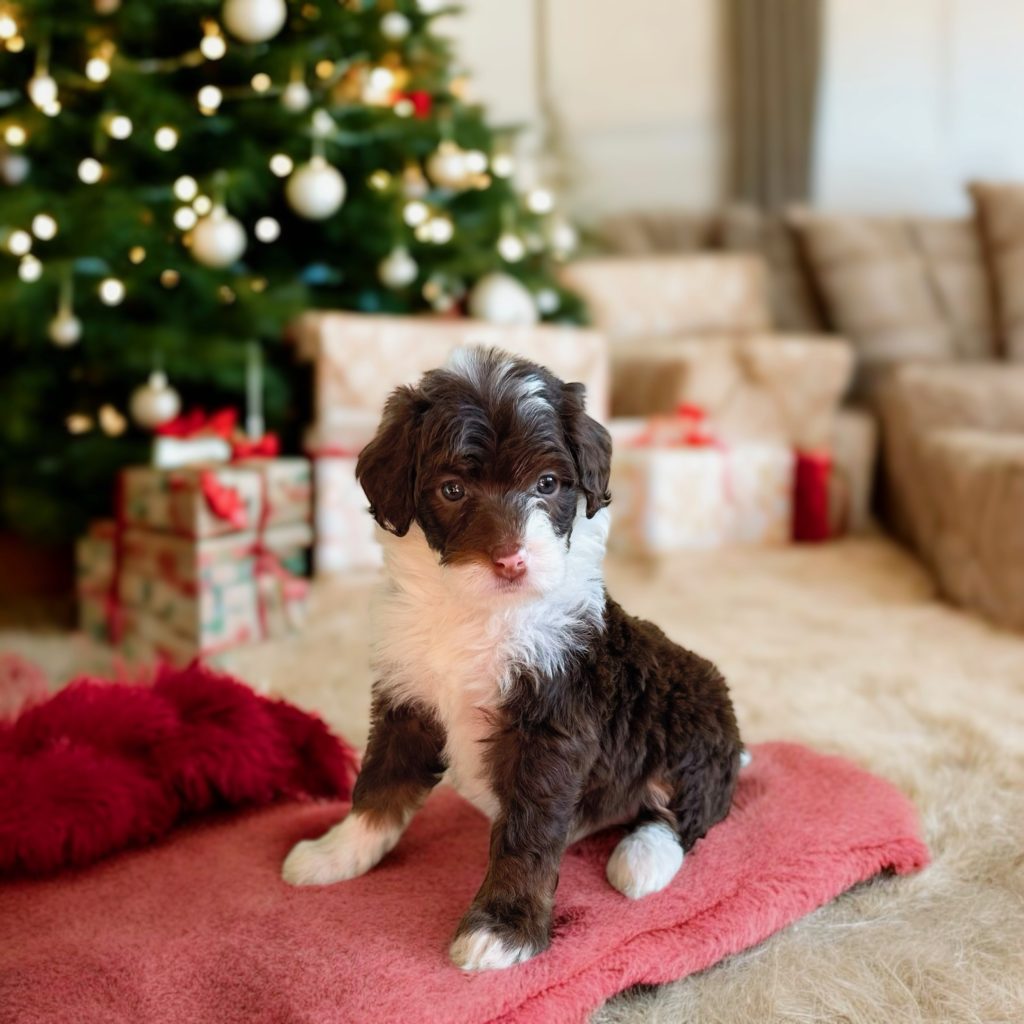 Browse Puppies - Windmere Kennels is a leader in dog breeding.