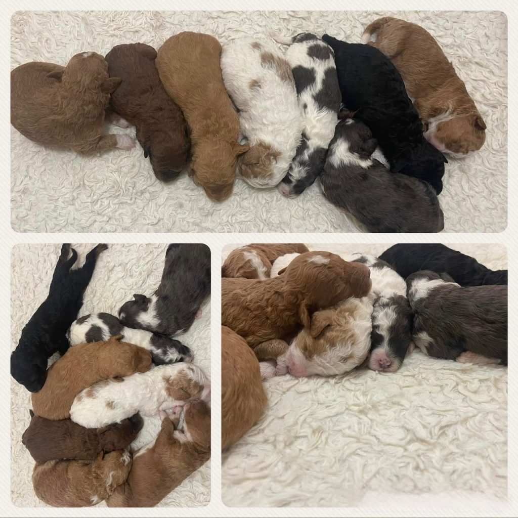 Browse Puppies - Windmere Kennels is a leader in dog breeding.