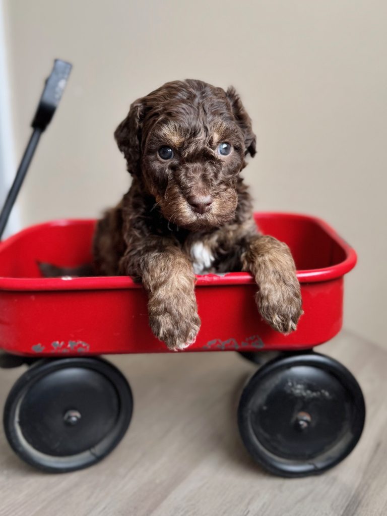 Browse Puppies - Windmere Kennels is a leader in dog breeding.